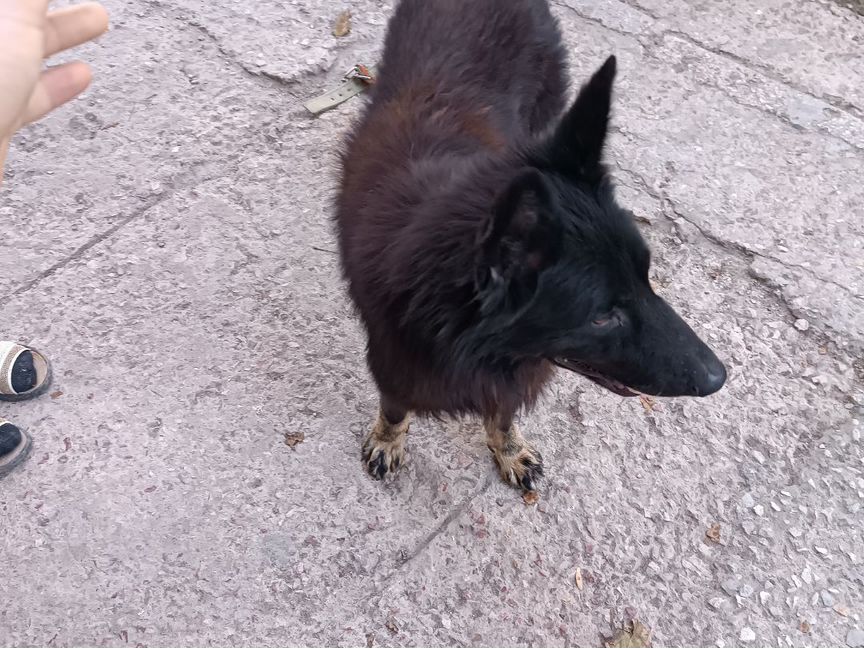 Отдам сабаку хорошая породистая