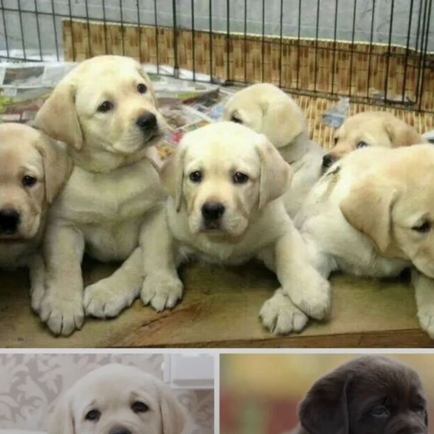 Лабрадор-ретривер, щенок