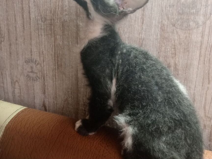 Канадский сфинкс котенок