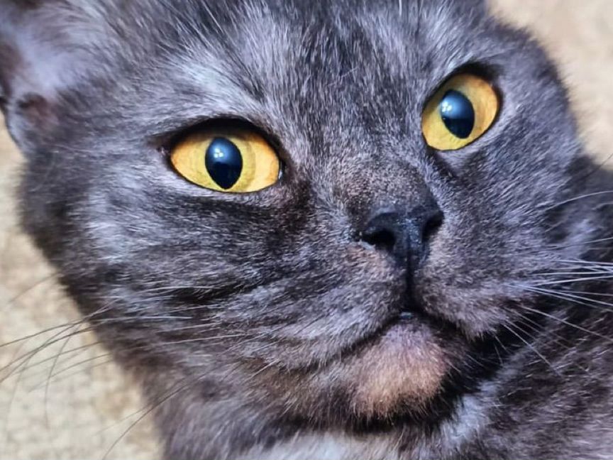 Кошка окраса "черный дым" в добрые руки