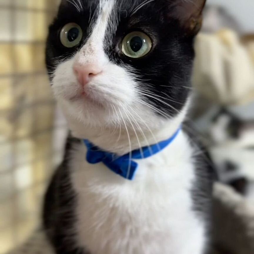 Очень ласковый Кеша