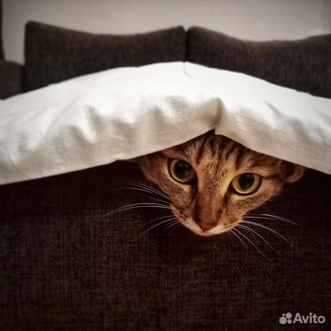 Кошка Мяу ищет семью (бесплатно, в хорошие руки)