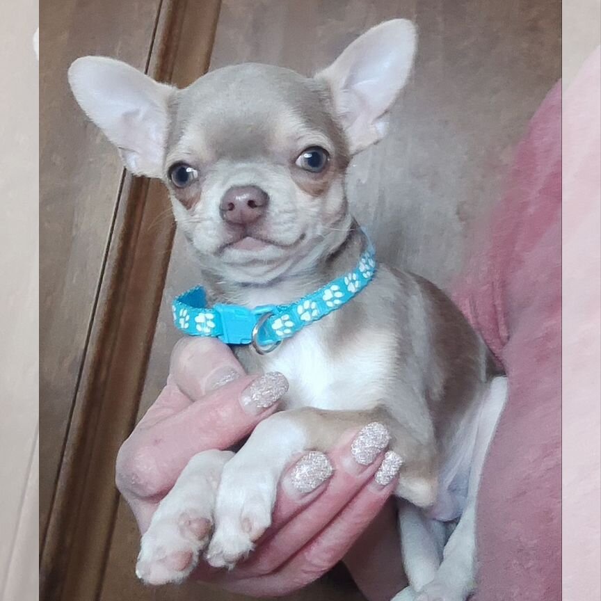 Чихуахуа, щенок