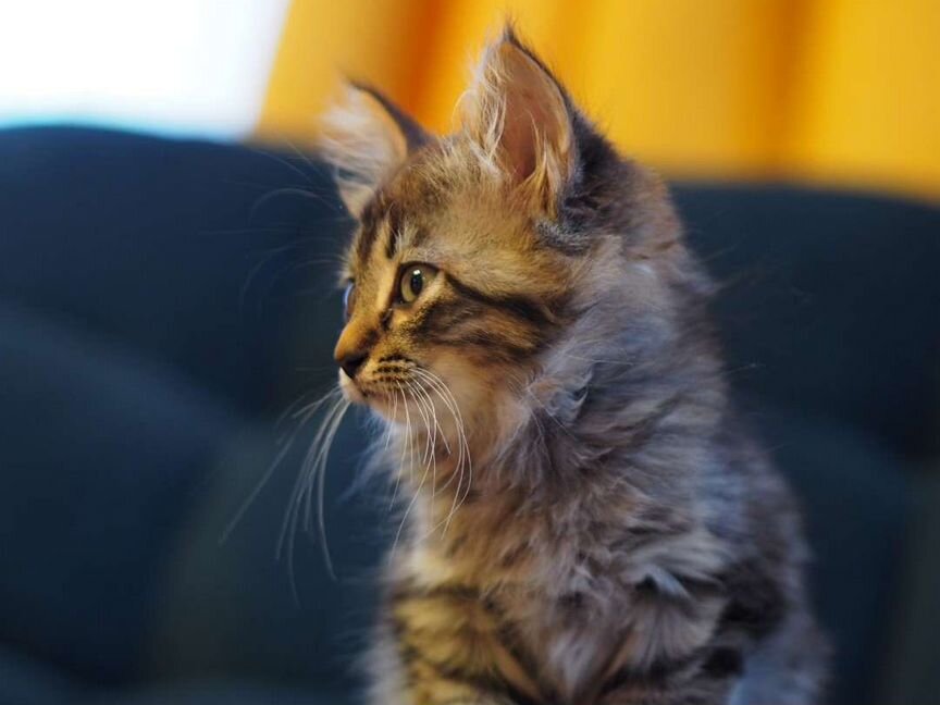 Котенок мальчик бесплатно