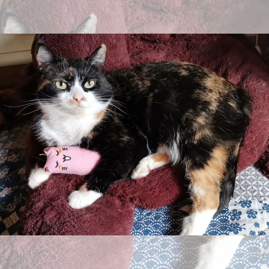 Кошечка