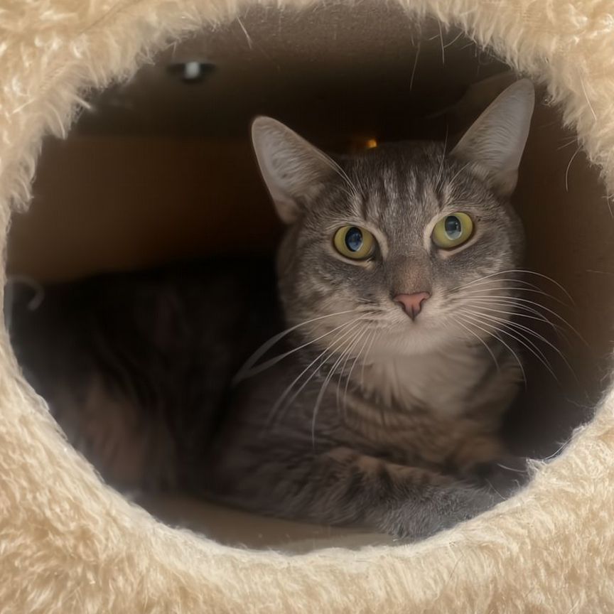 Взрослый кот в добрые руки