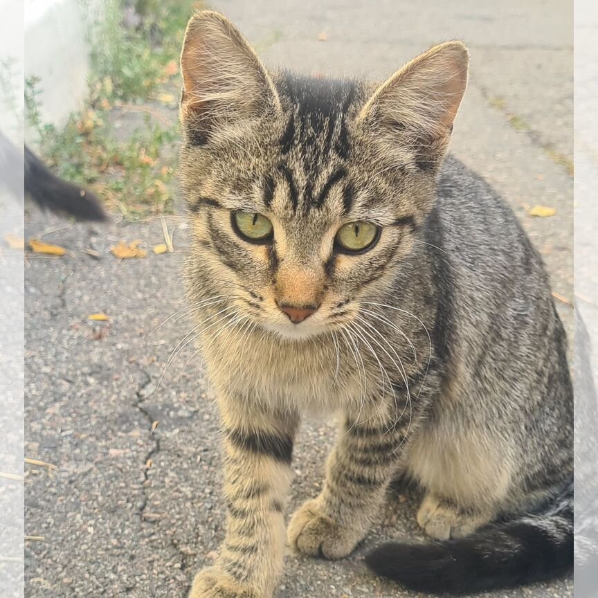 Котята 4-5 месяцев