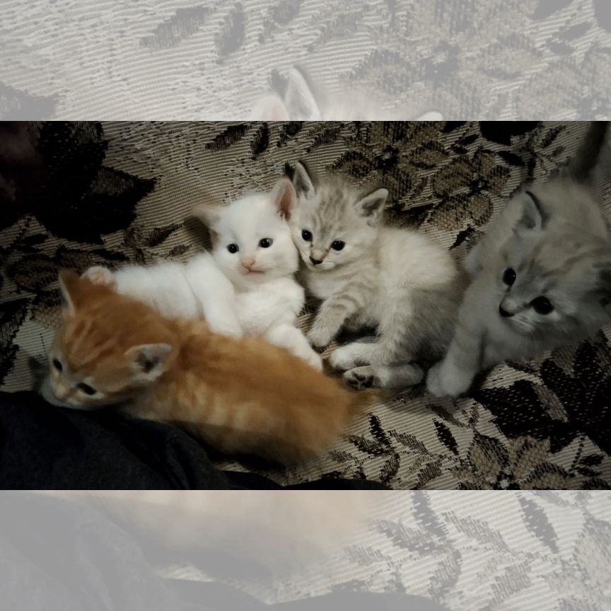 Отдам красивых котят в хорошие руки
