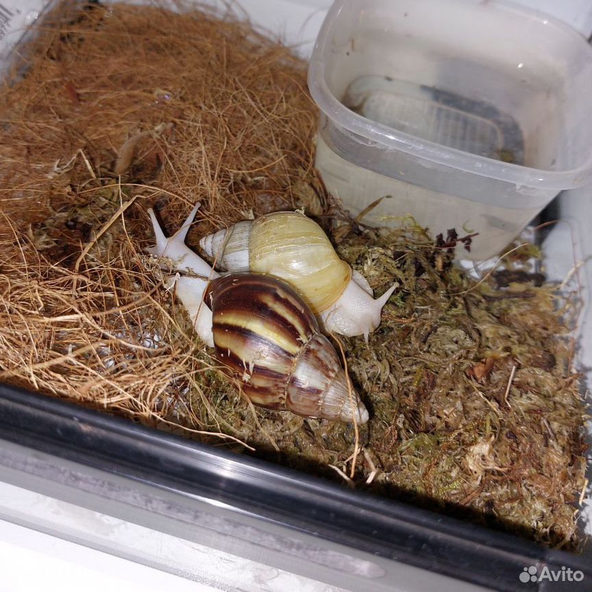 Террариум паучатник