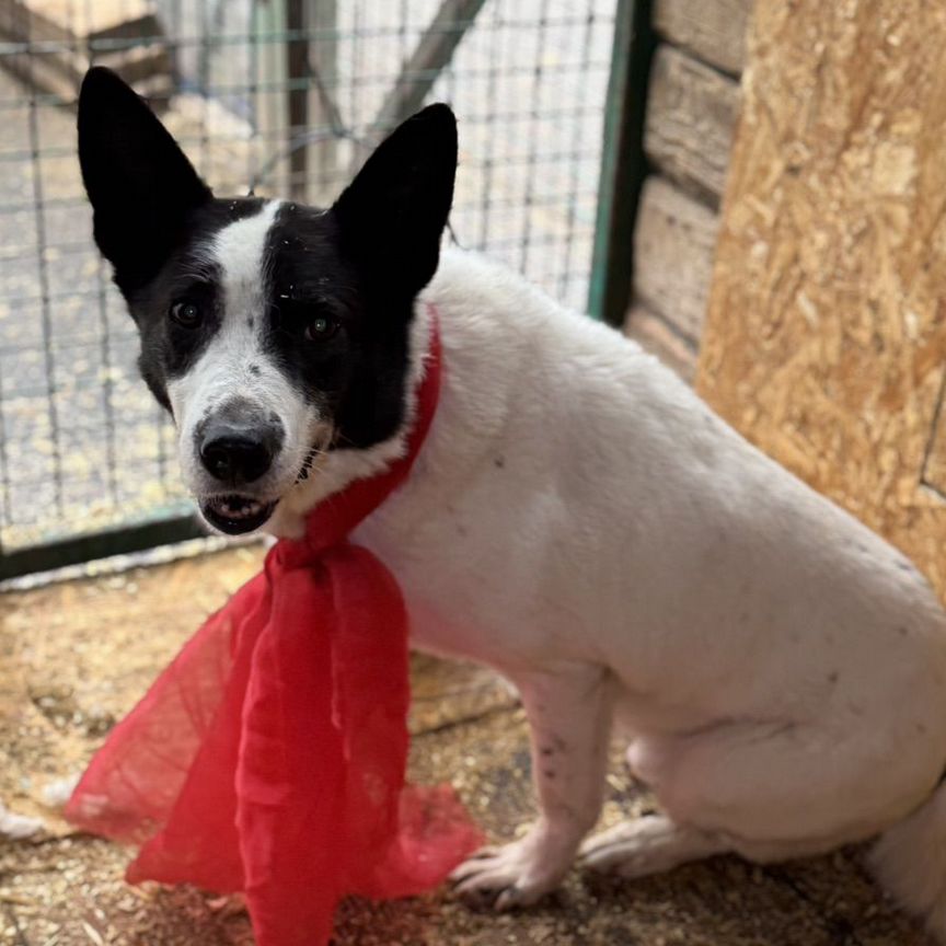 Взрослая собака в добрые руки