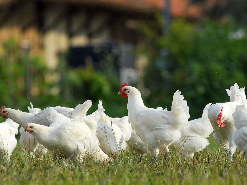 Куры несушки