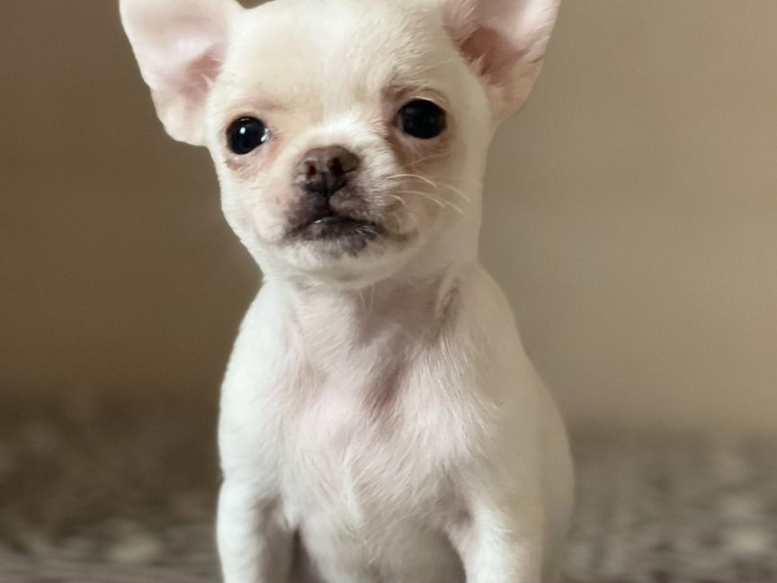 Братишки чишки