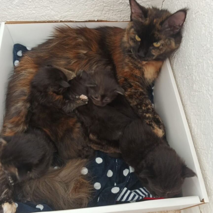 Кошка мейнкун