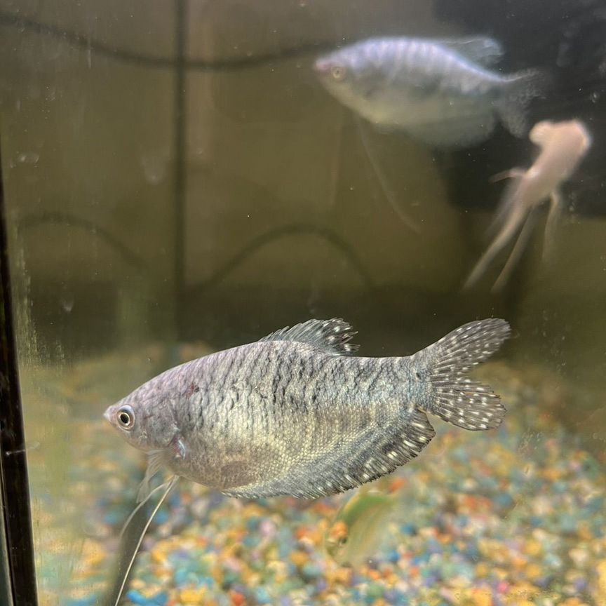 Рыба гурами 2шт и скалярия 1шт