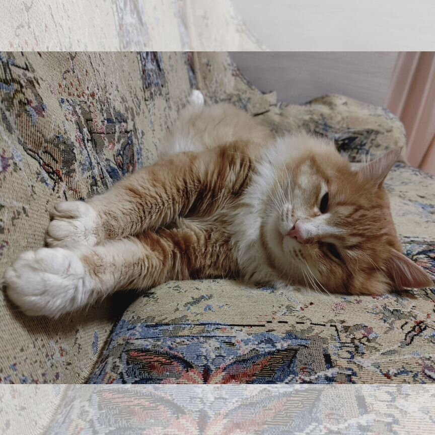 Бетанехол для кошек