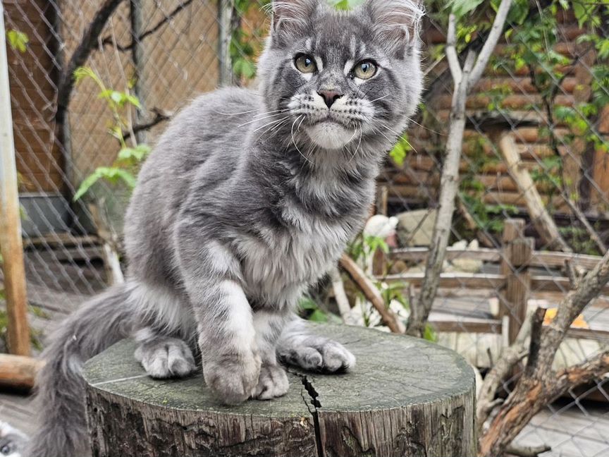 Котята мейн-кун