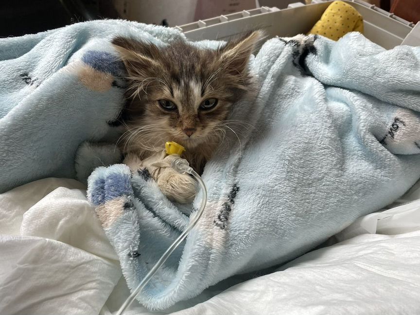 Котенок Пуся ищет дом