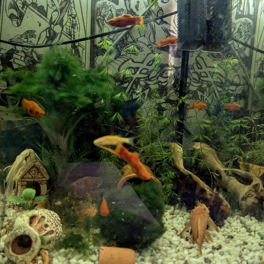 Аквариумные рыбки