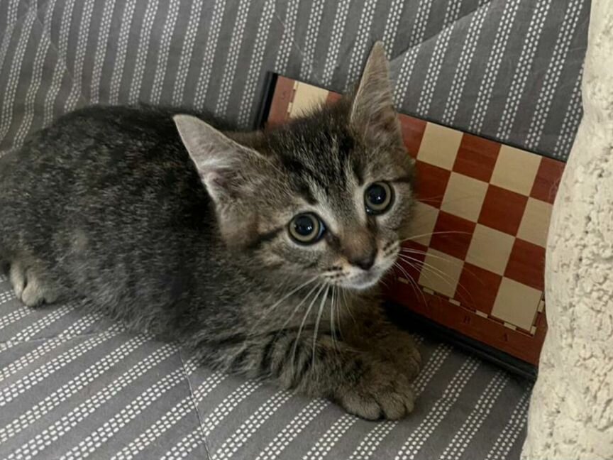 Робкий глазастик / котёнок в добрые руки