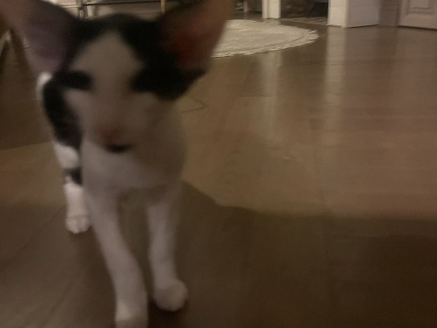 Ориентальный котик в добрые руки