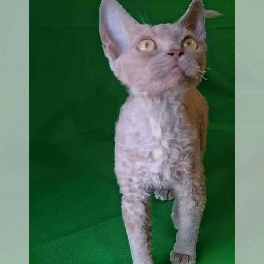 Девон-рекс, взрослая кошка