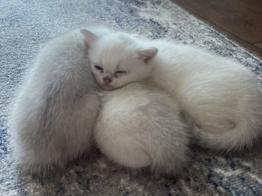Котята серебристая шиншила
