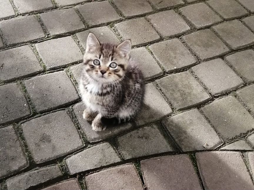 Котята в добрые руки бесплатно девочки