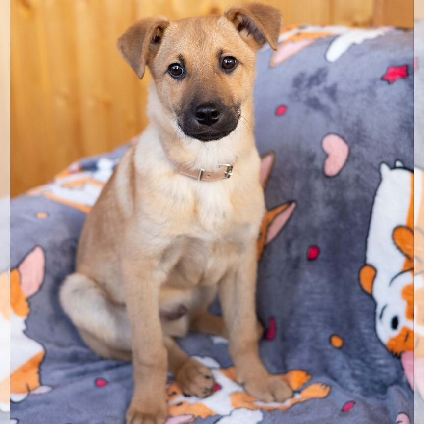 Щенок в добрые руки