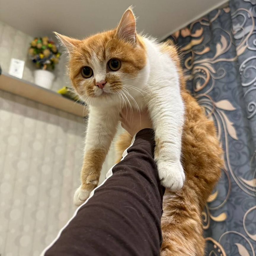 Мальчик 3.5 мес