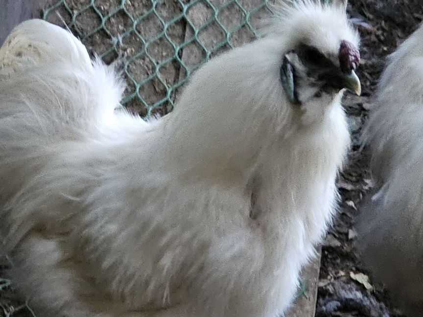 Обмен или продажа китайских чёрных петухов