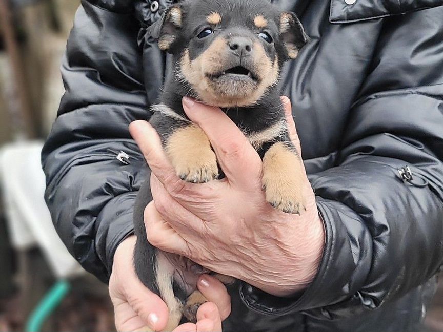 Щенок месяц, мелкащ