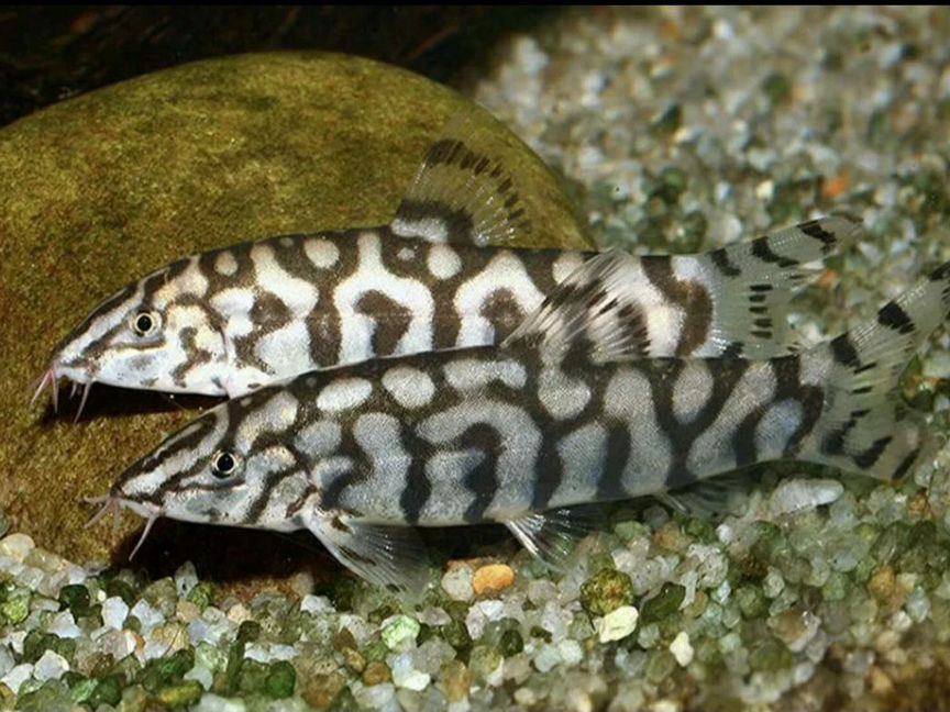 Боция мраморная