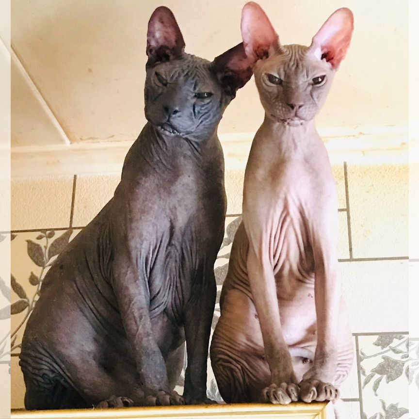 Глашкины кошки