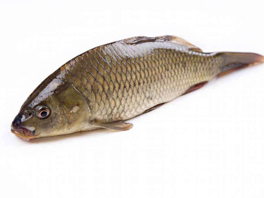 Живая рыба для пруда