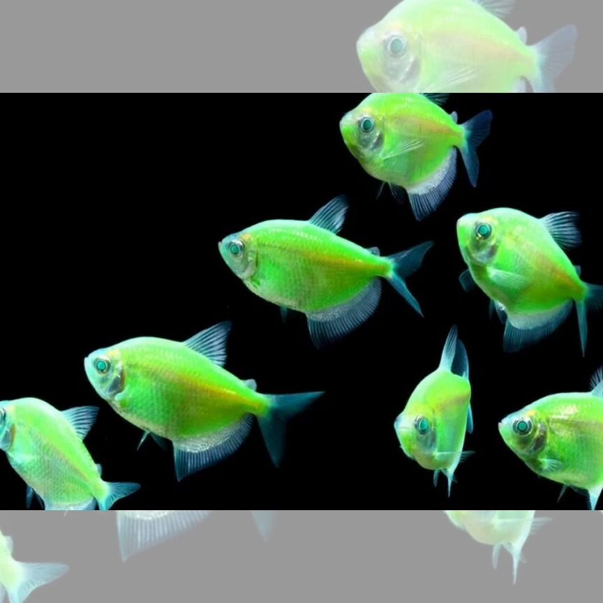 Аквариумные рыбки