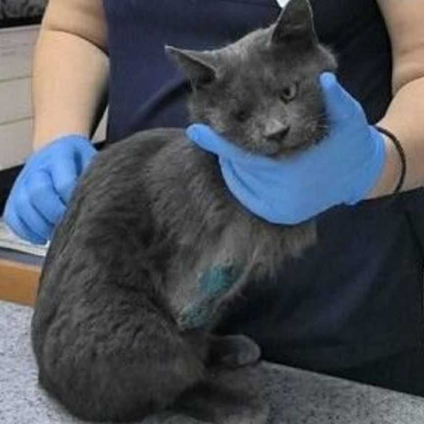 Серый котик инвалид в добрые руки