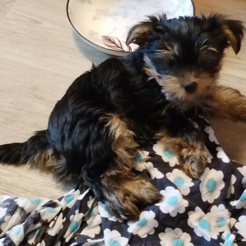 Йоркширский терьер, щенок