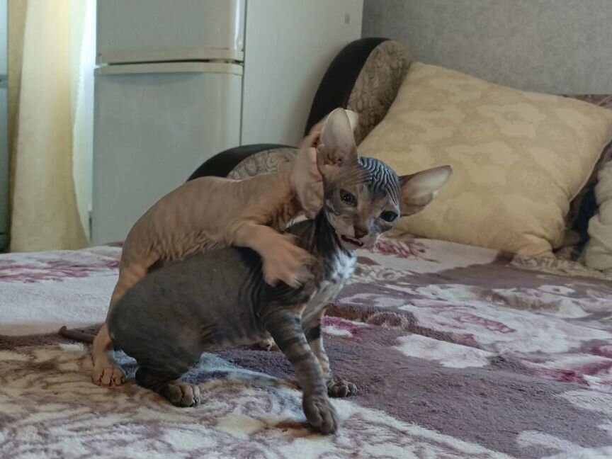 Лысые котята сфинкс