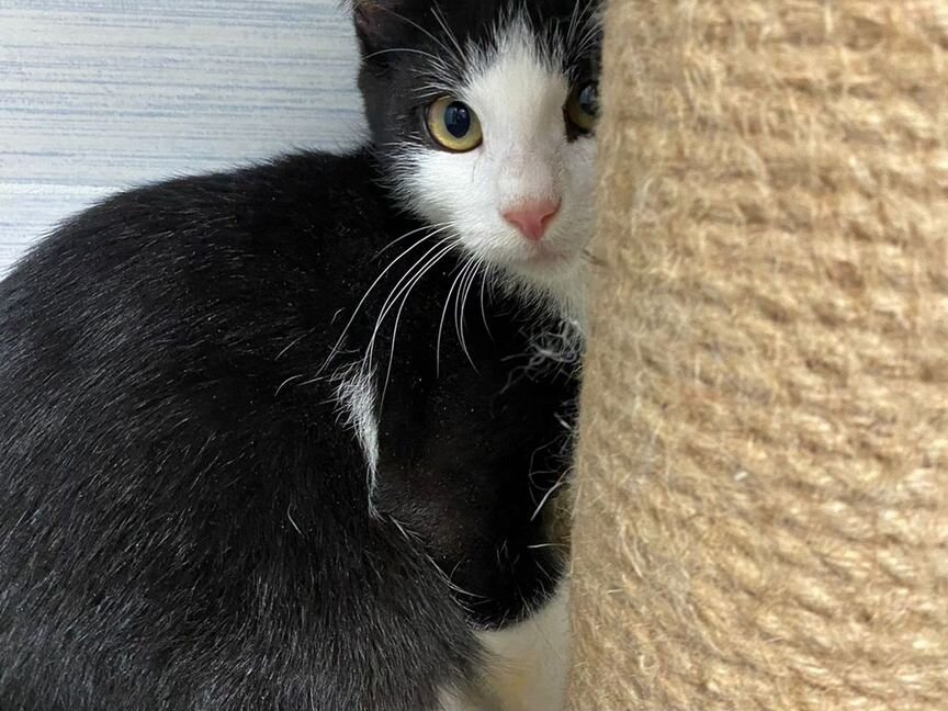 Котенок душевный