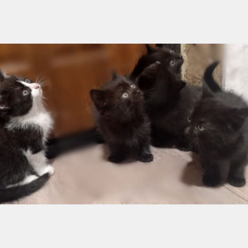 Котята в добрые руки