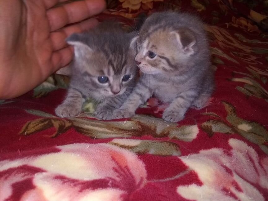 Котятки