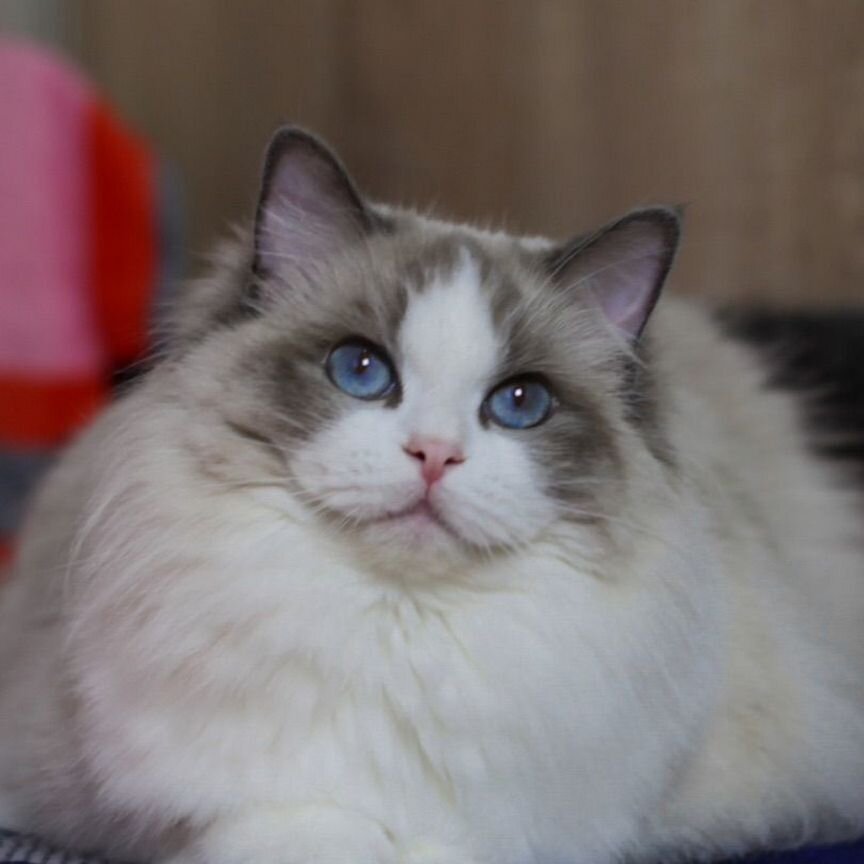 Рэгдолл-кошечки по сокращению в любимцы