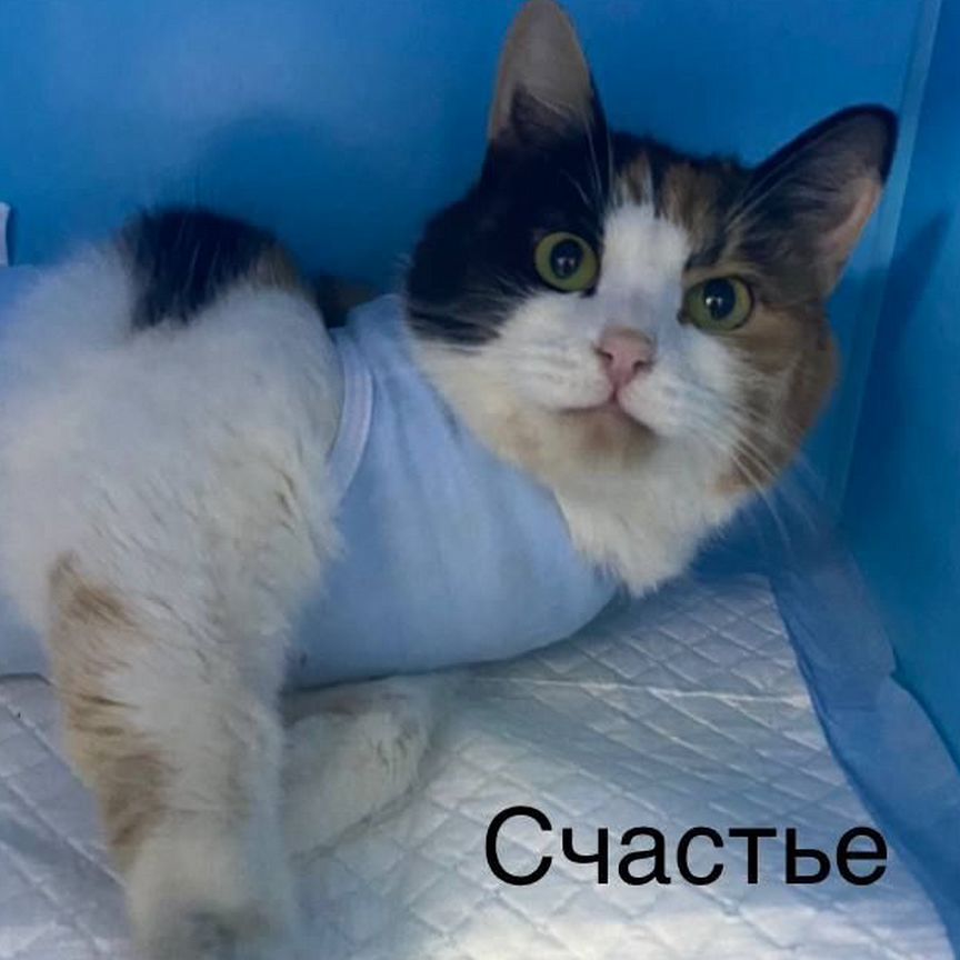 Ласковую кошечку в воскресенье возвращают на дачи