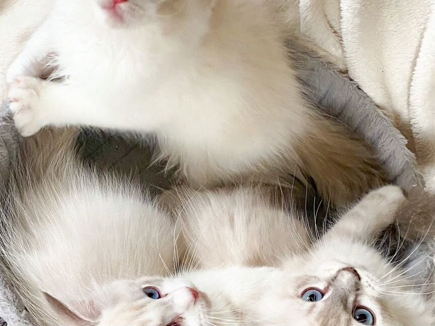 Котята рэгдолл тряпичная кукла