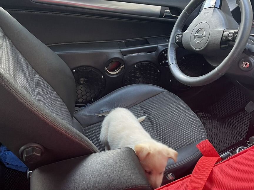 Щенок лабрадора 1 месяц 2 недели