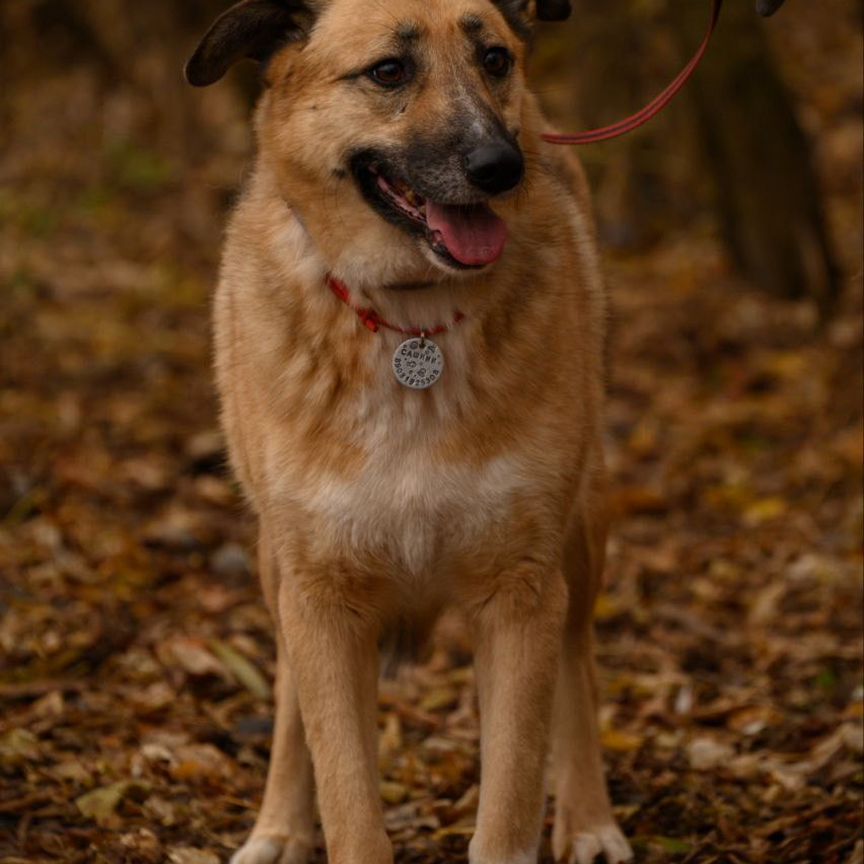 Нежная Сашими ждет вас в приюте