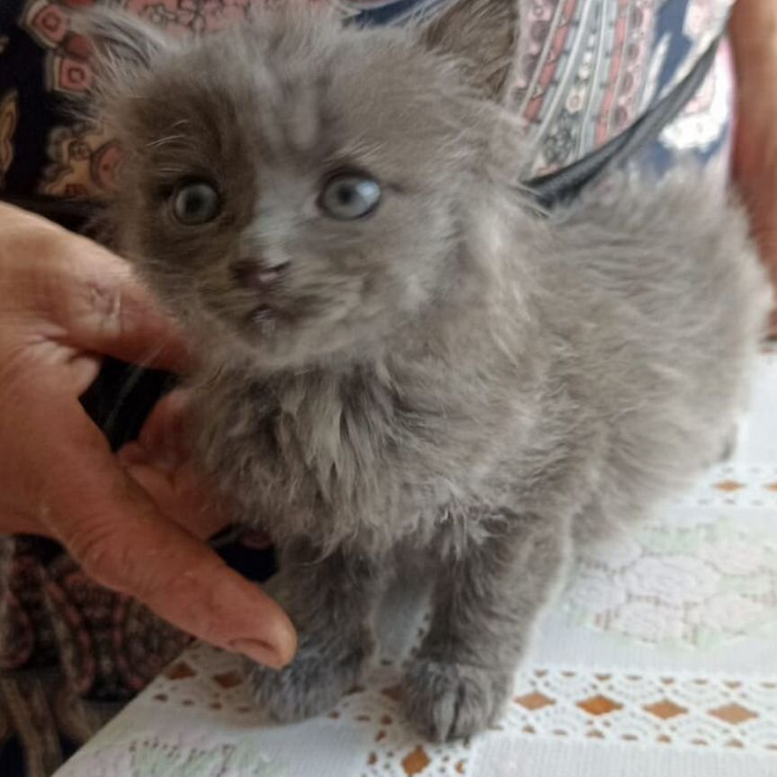Отдам в добрые руки