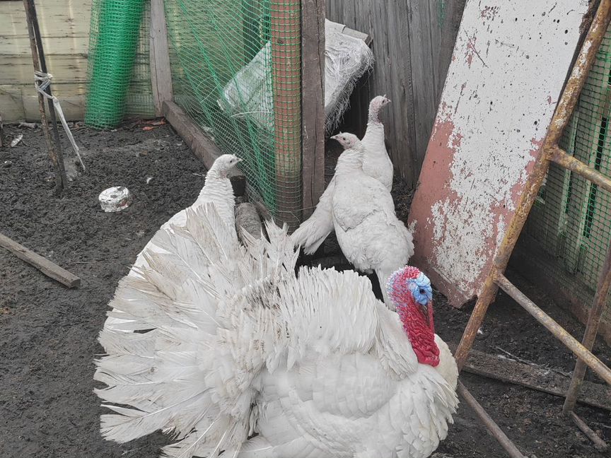 Индюки на племя