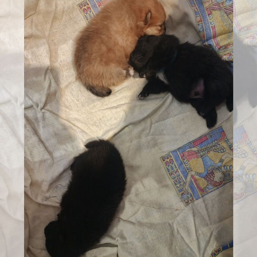 Померанский шпиц, щенок