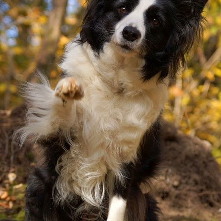 Бордер колли